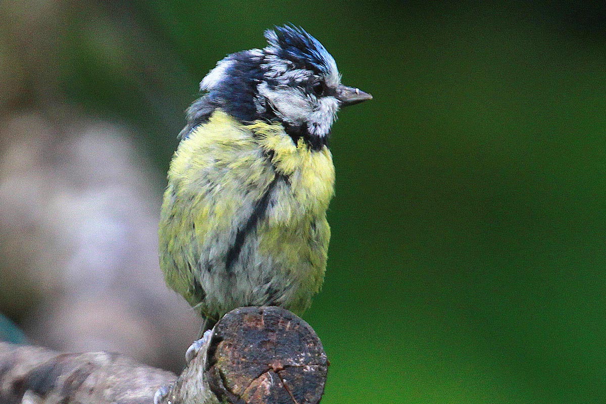 Blåmes - Naturpelle