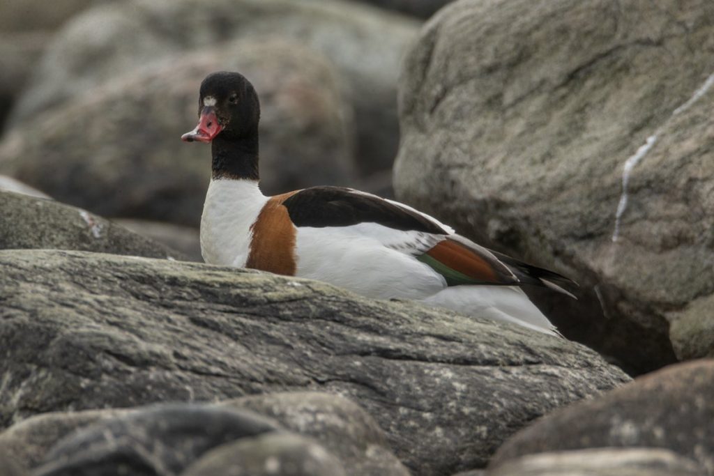 Gravand - Naturpelle