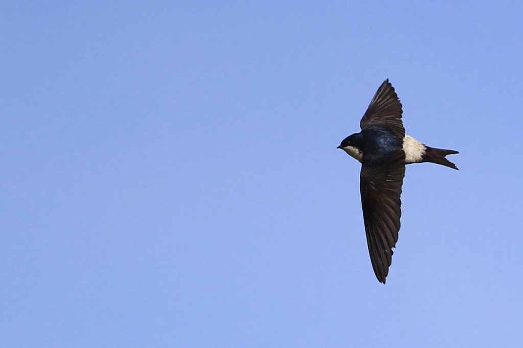 Hussvala - Naturpelle