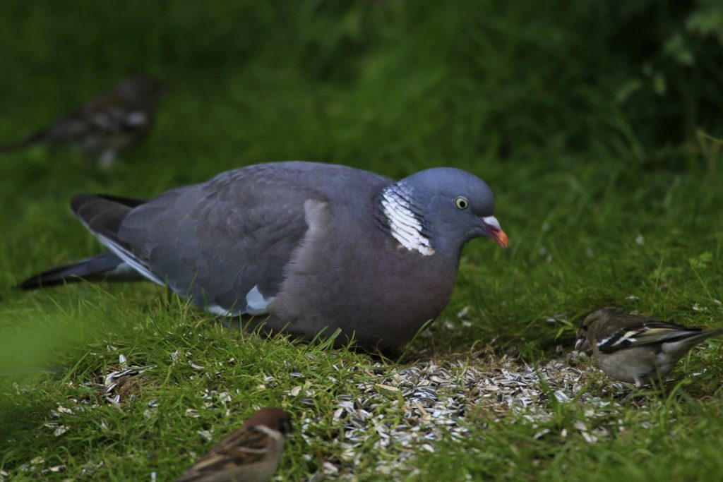 Ringduva - Naturpelle