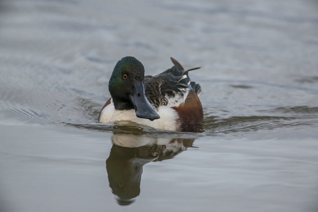 Skedand - Naturpelle