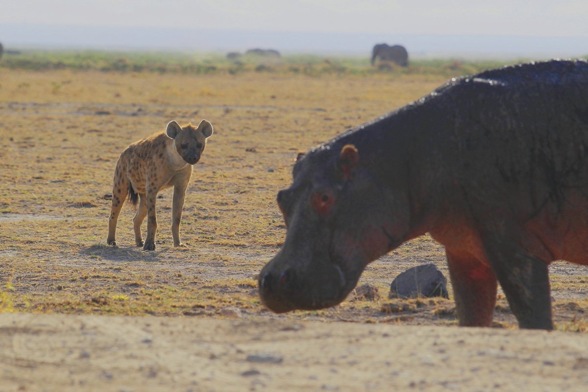 Flodhäst - Naturpelle