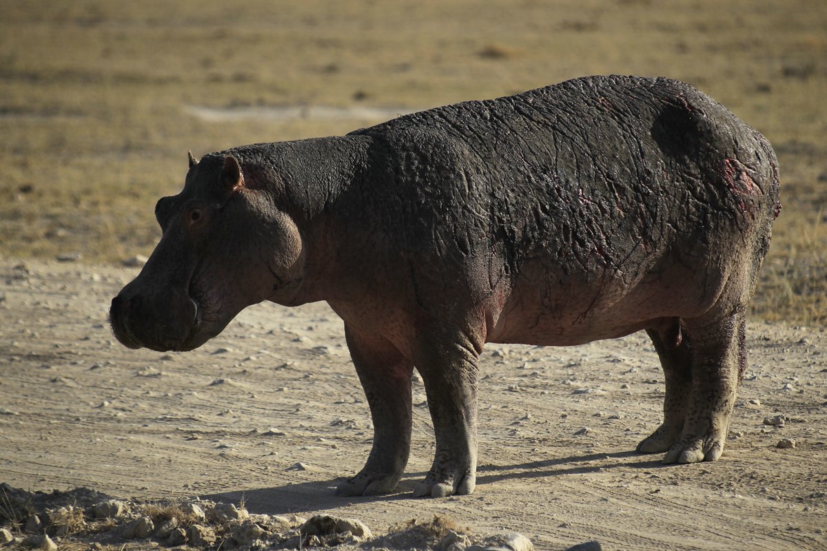 Flodhäst - Naturpelle