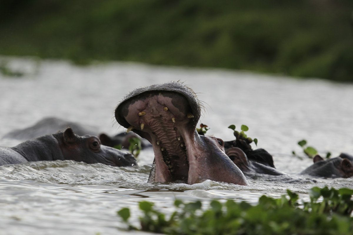 Flodhäst - Naturpelle