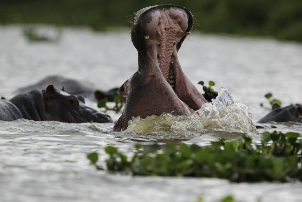 Flodhäst - Naturpelle