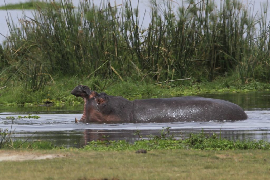 Flodhäst - Naturpelle