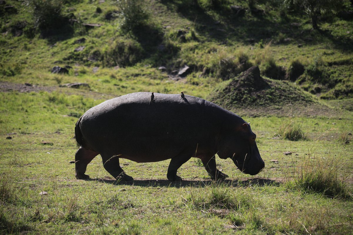 Flodhäst - Naturpelle