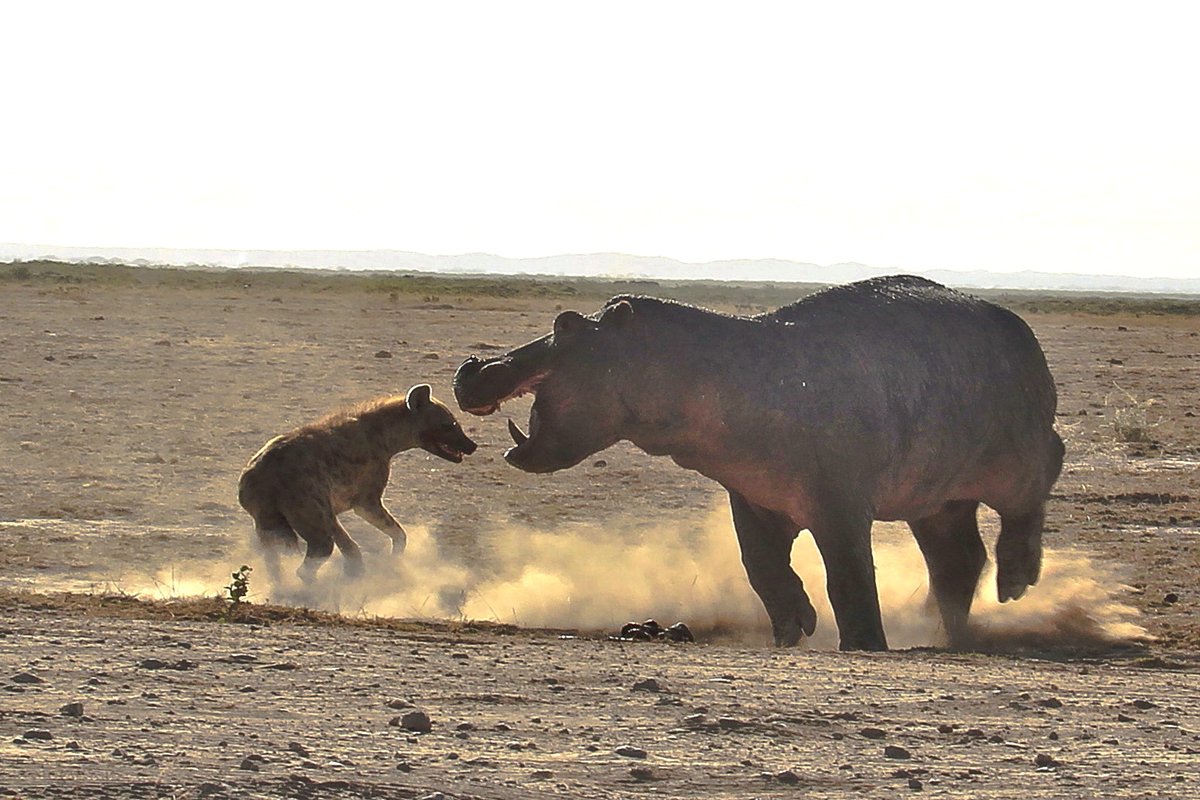 Flodhäst - Naturpelle