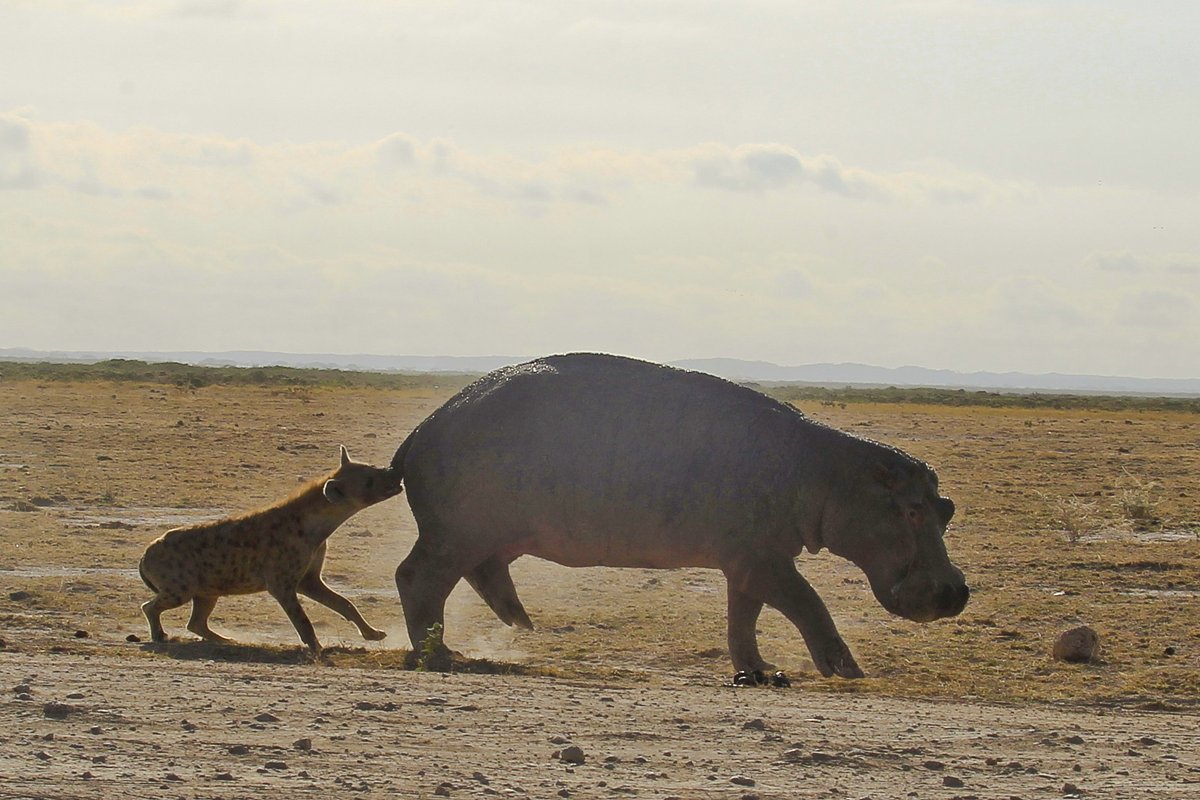 Flodhäst - Naturpelle