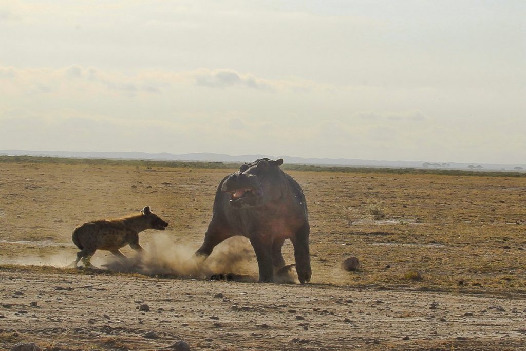 Flodhäst - Naturpelle