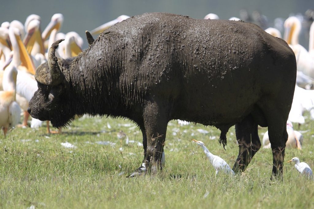 Afrikansk buffel - Naturpelle
