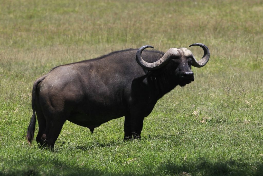 Afrikansk buffel - Naturpelle