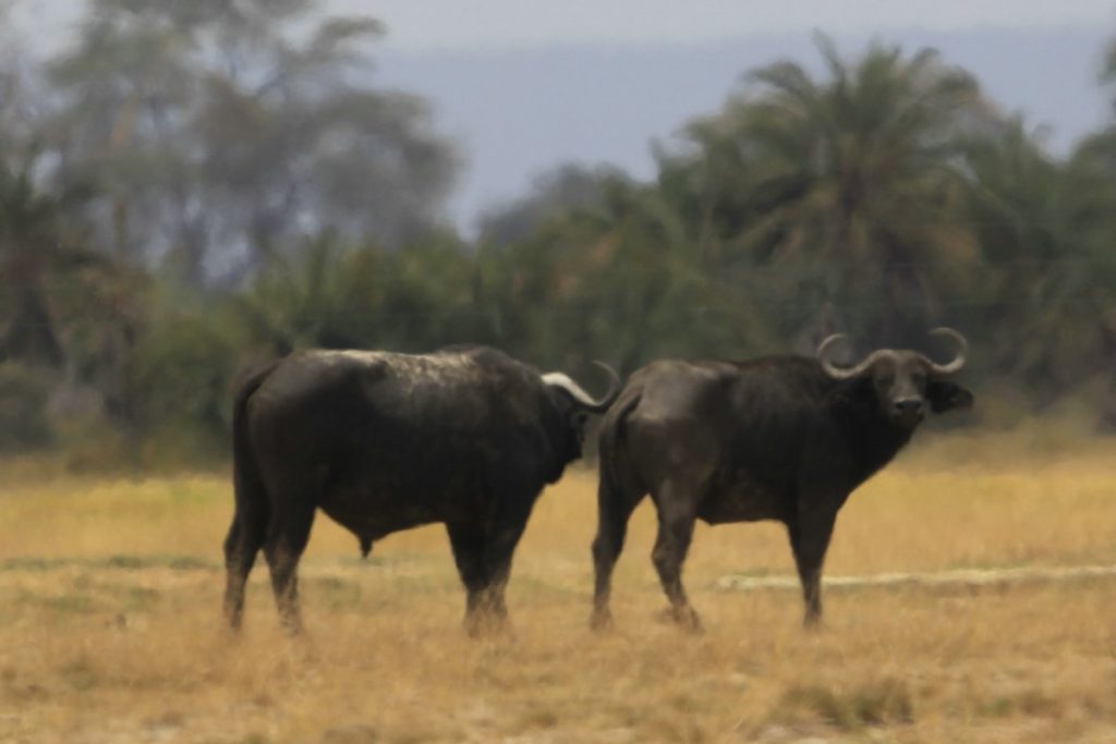 Afrikansk buffel - Naturpelle