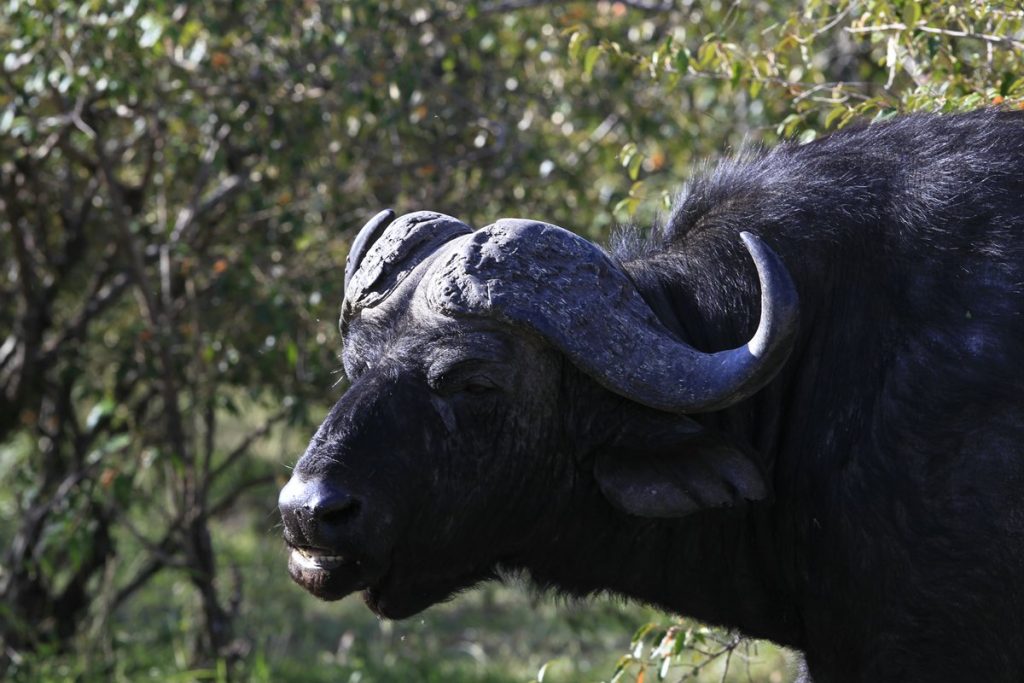 Afrikansk buffel - Naturpelle