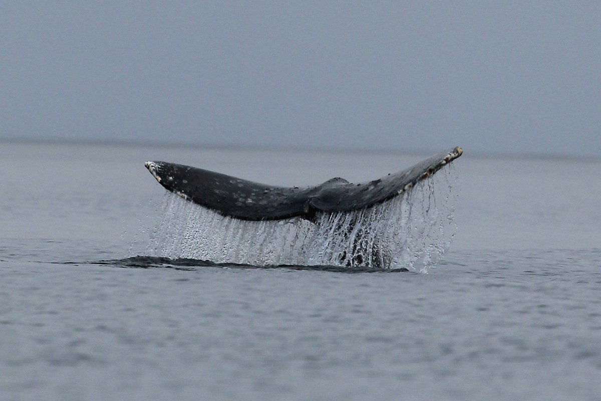 Blåval - Naturpelle