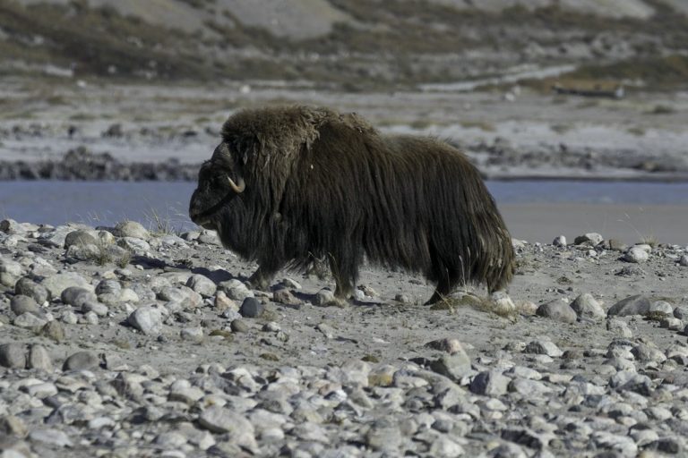 Myskoxe - Naturpelle