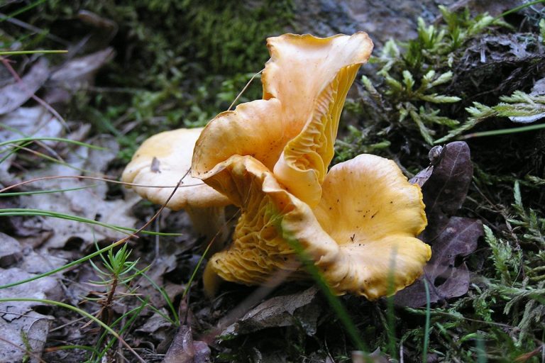 Kantarell - Naturpelle