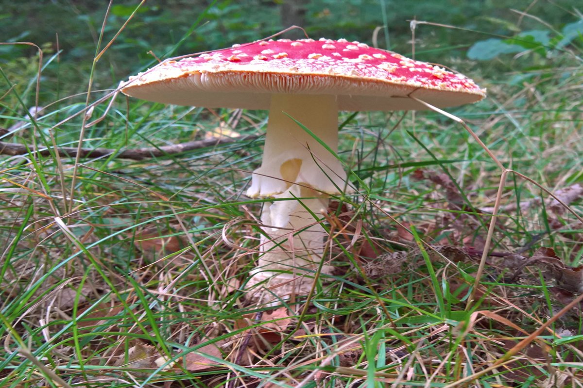 Röd flugsvamp - Naturpelle