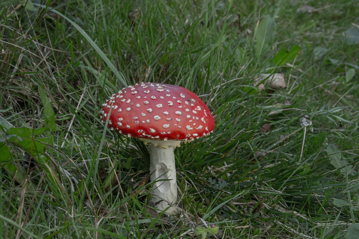 Röd flugsvamp - Naturpelle