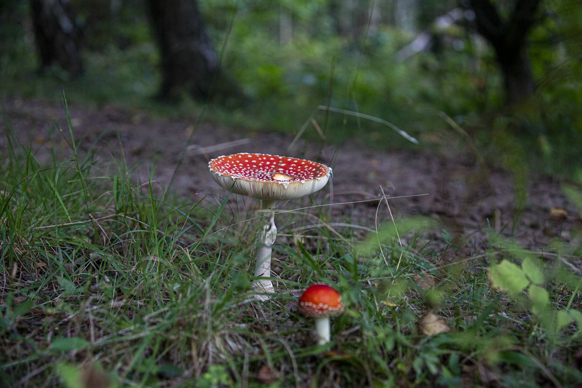 Röd flugsvamp - Naturpelle