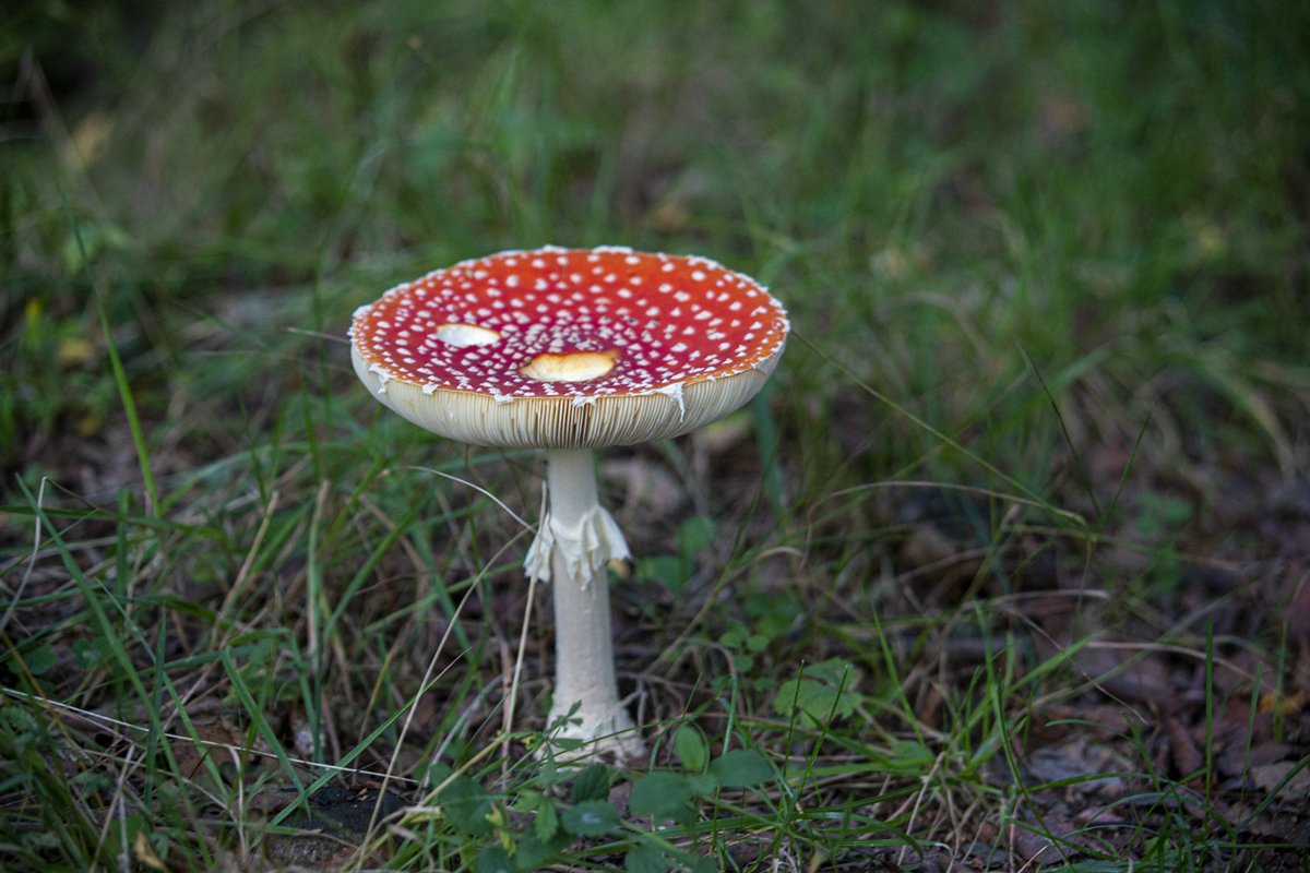 Röd flugsvamp - Naturpelle