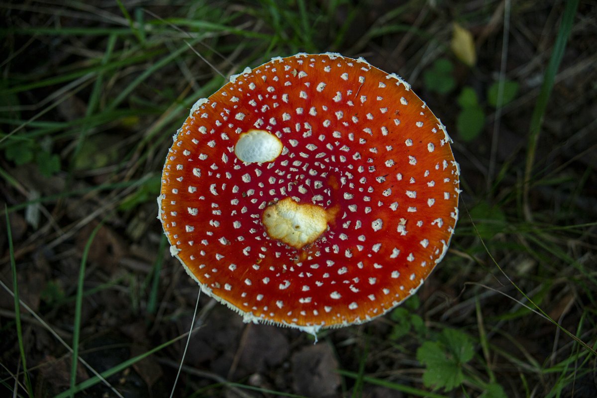 Röd flugsvamp - Naturpelle