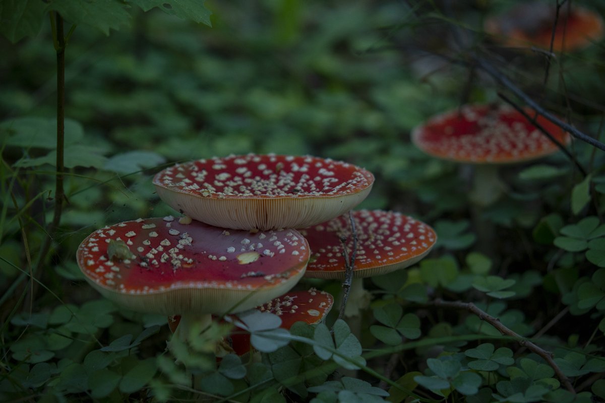 Röd flugsvamp - Naturpelle