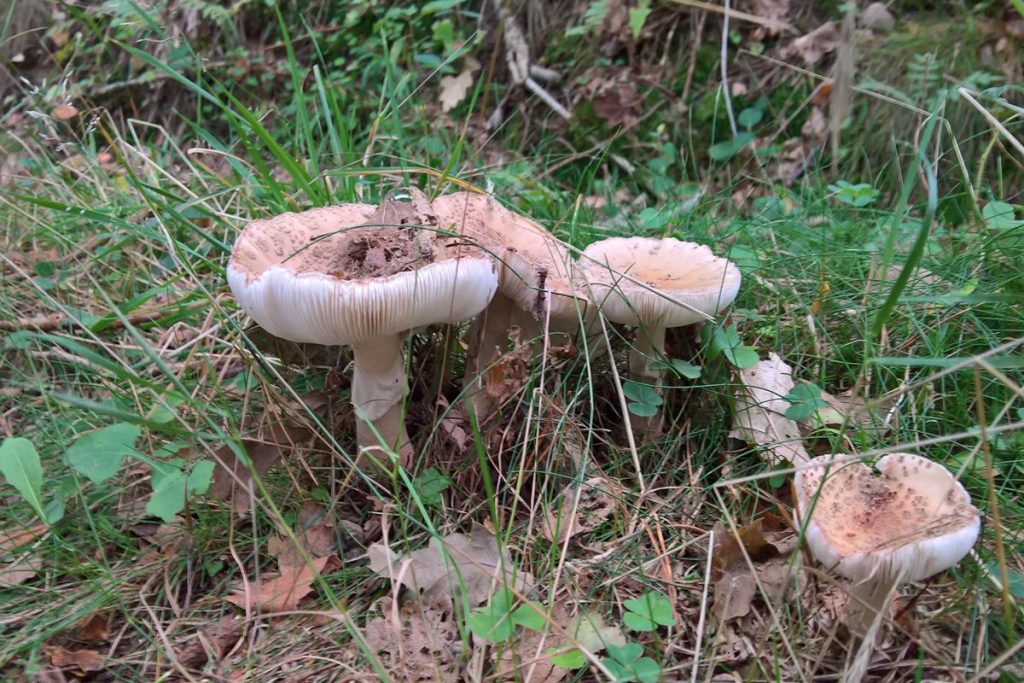Röd flugsvamp - Naturpelle