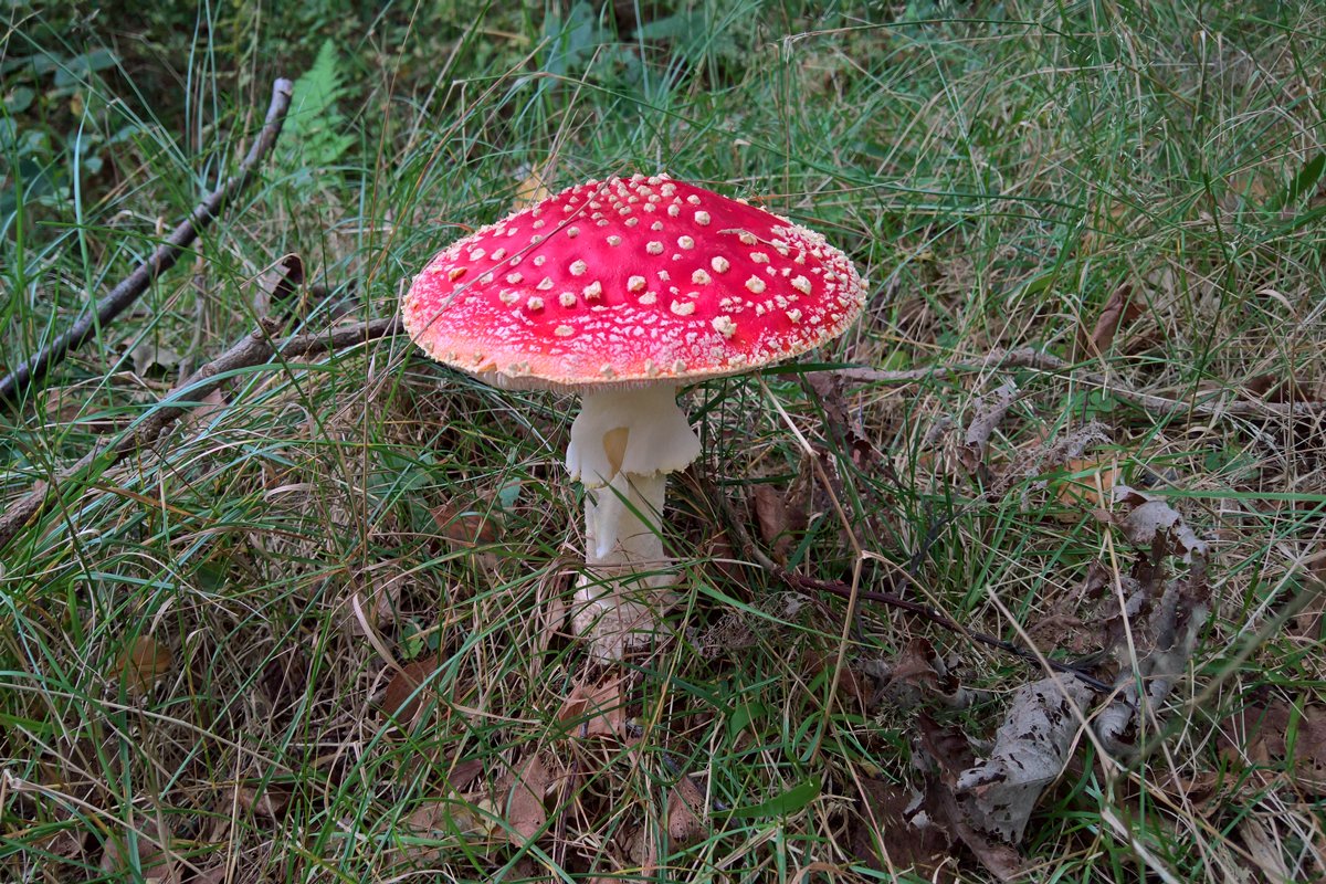 Röd flugsvamp - Naturpelle