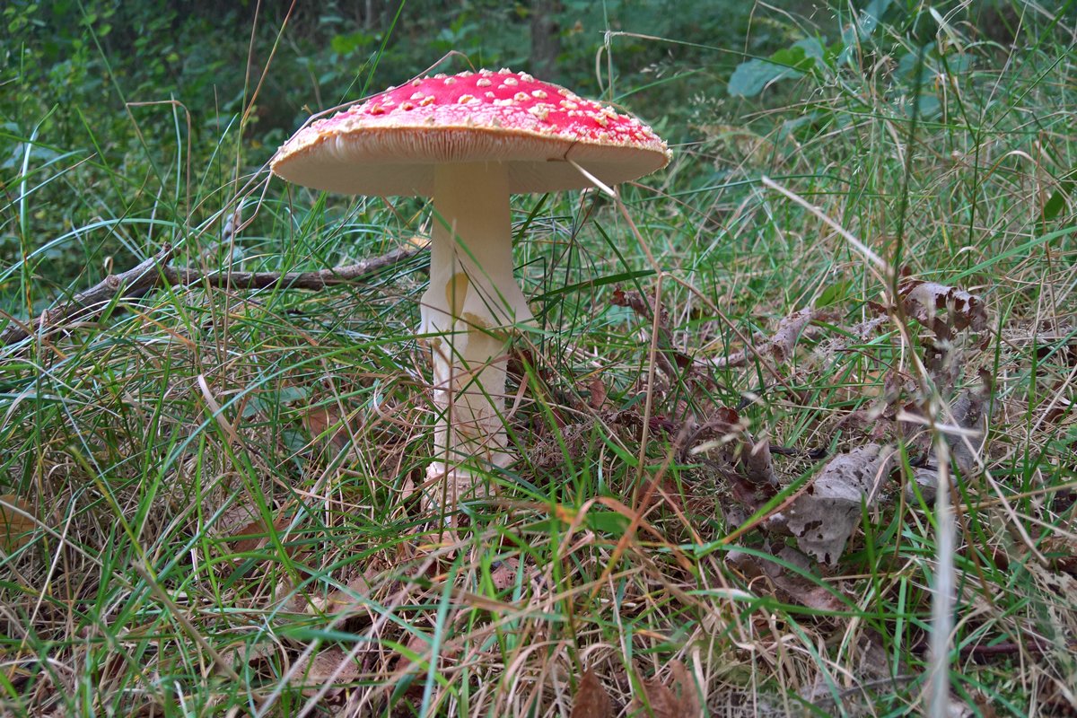 Röd flugsvamp - Naturpelle