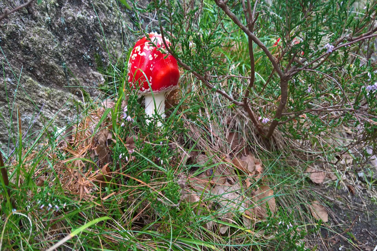 Röd flugsvamp - Naturpelle
