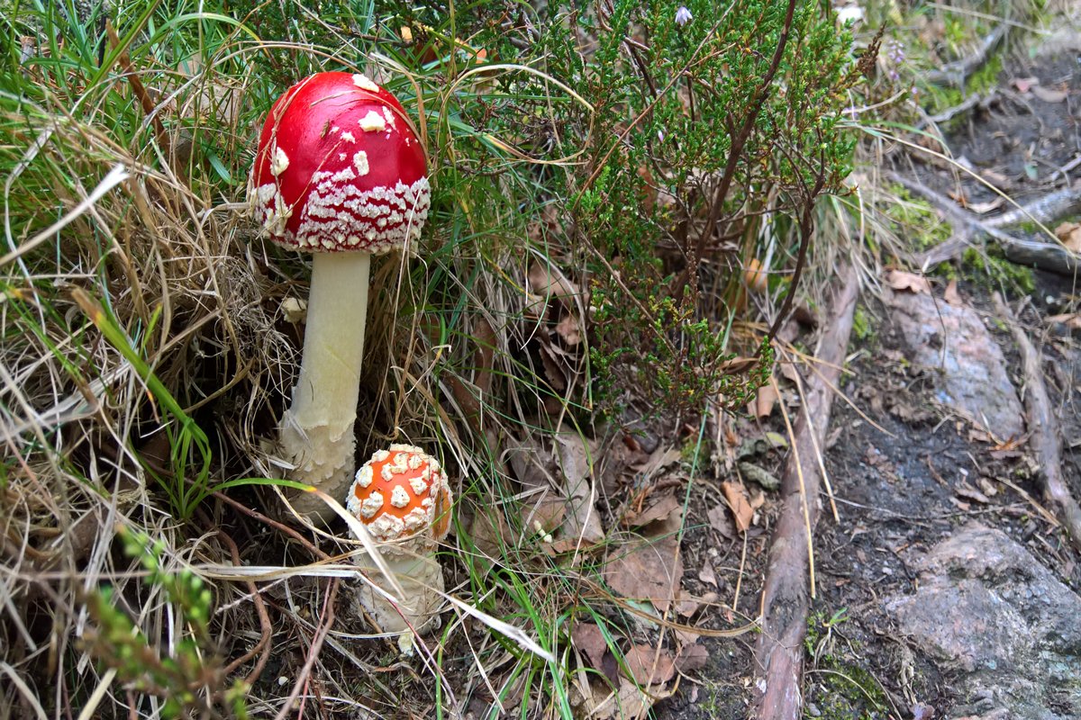 Röd flugsvamp - Naturpelle
