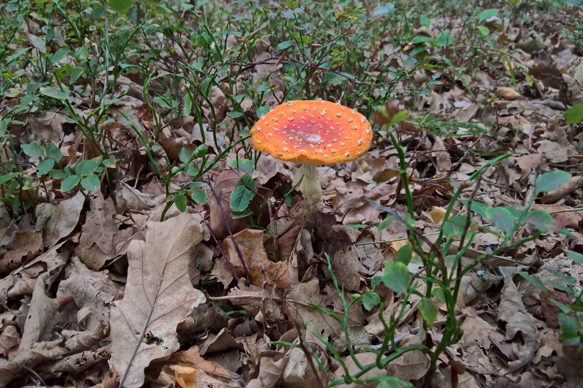 Röd flugsvamp - Naturpelle