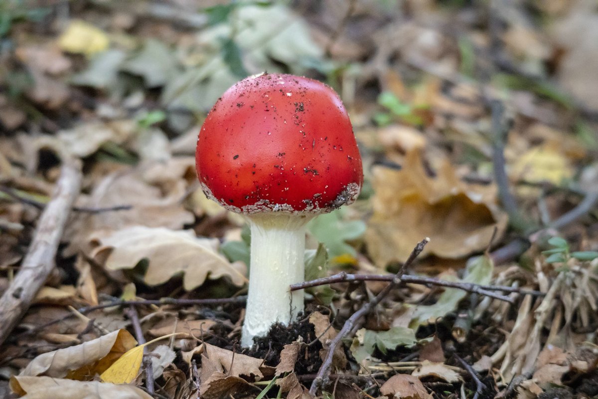 Röd flugsvamp - Naturpelle