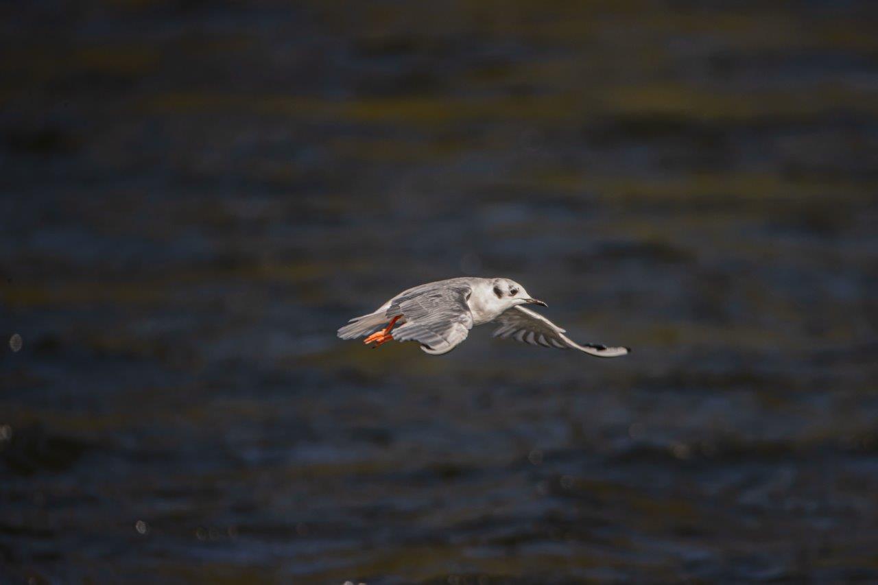 Fiskm s Naturpelle Fiskm s Naturpelle