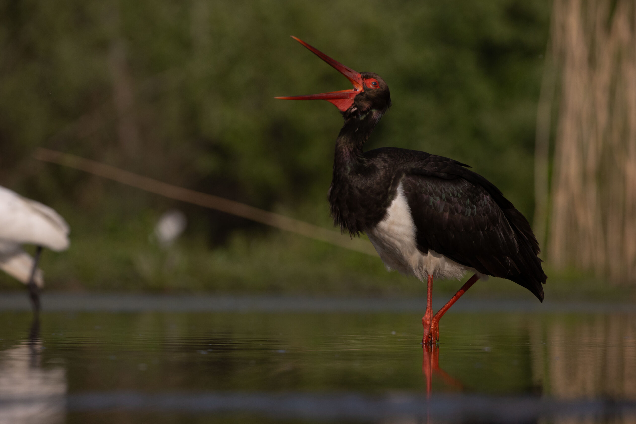 Svart Stork - Naturpelle